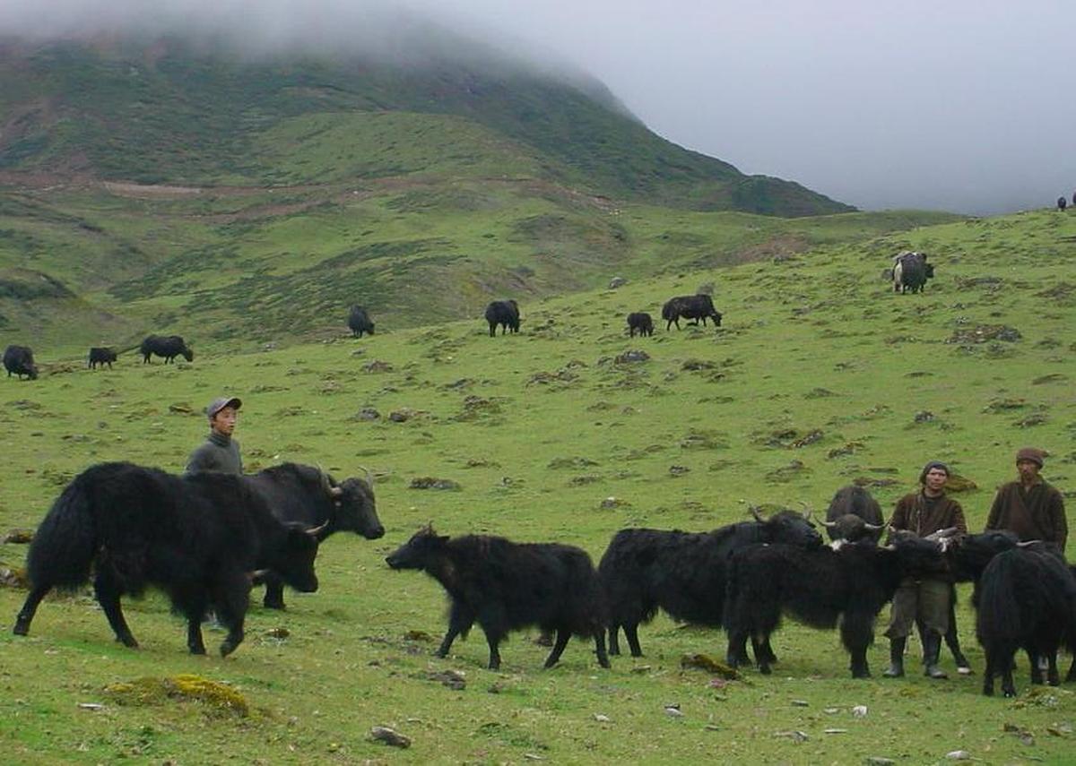 Himalayan yak accepted as food animal by FSSAI - The Hindu